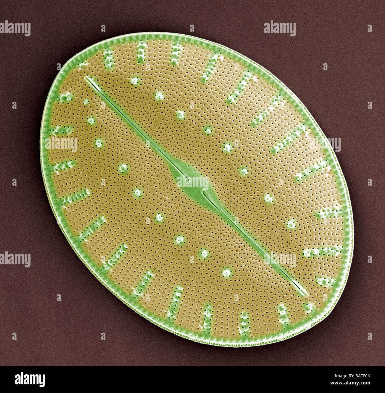 Diatom. Coloured scanning electron micrograph(SEM) of a diatom ...