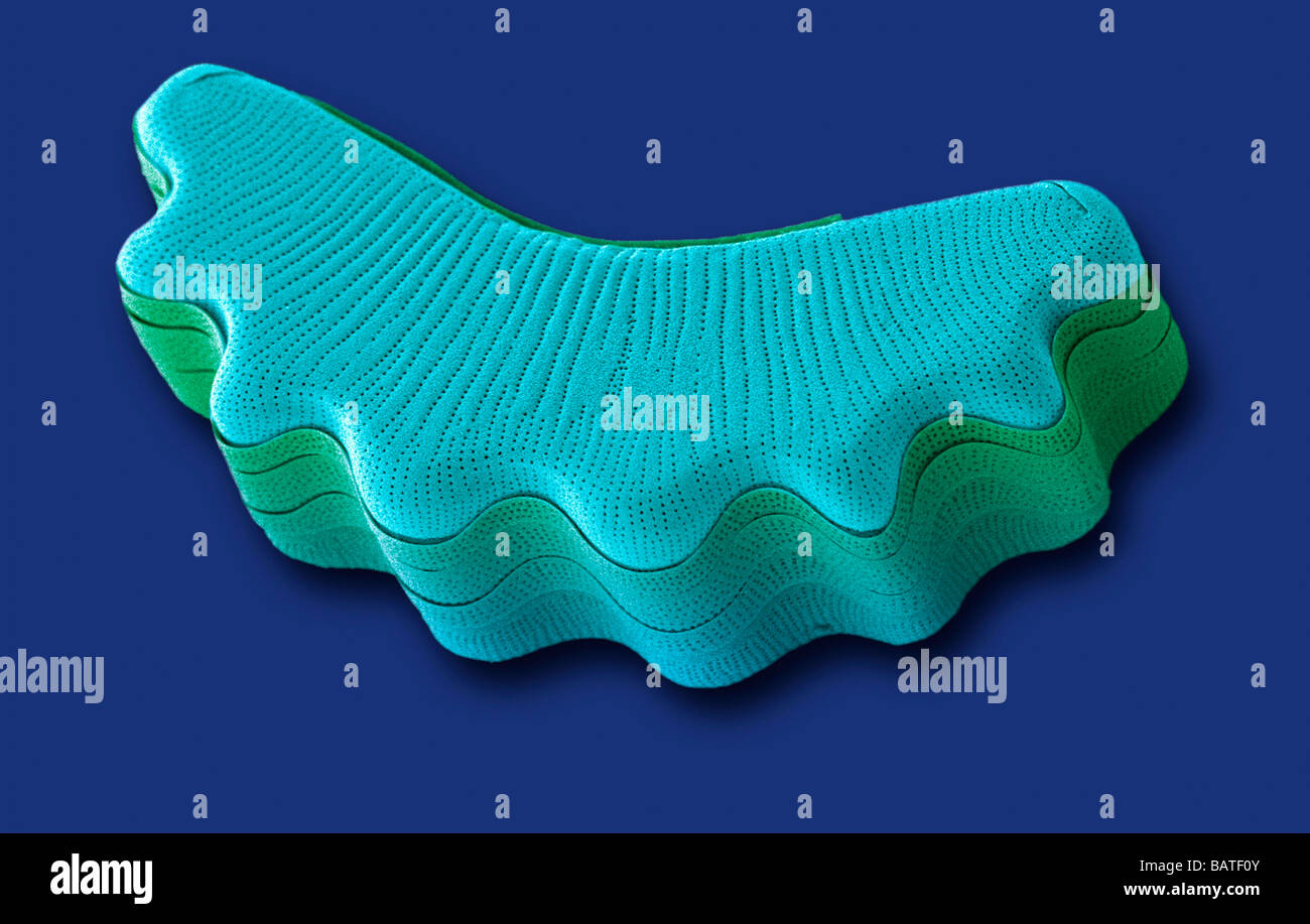 Algae microscope protist hi-res stock photography and images - Alamy