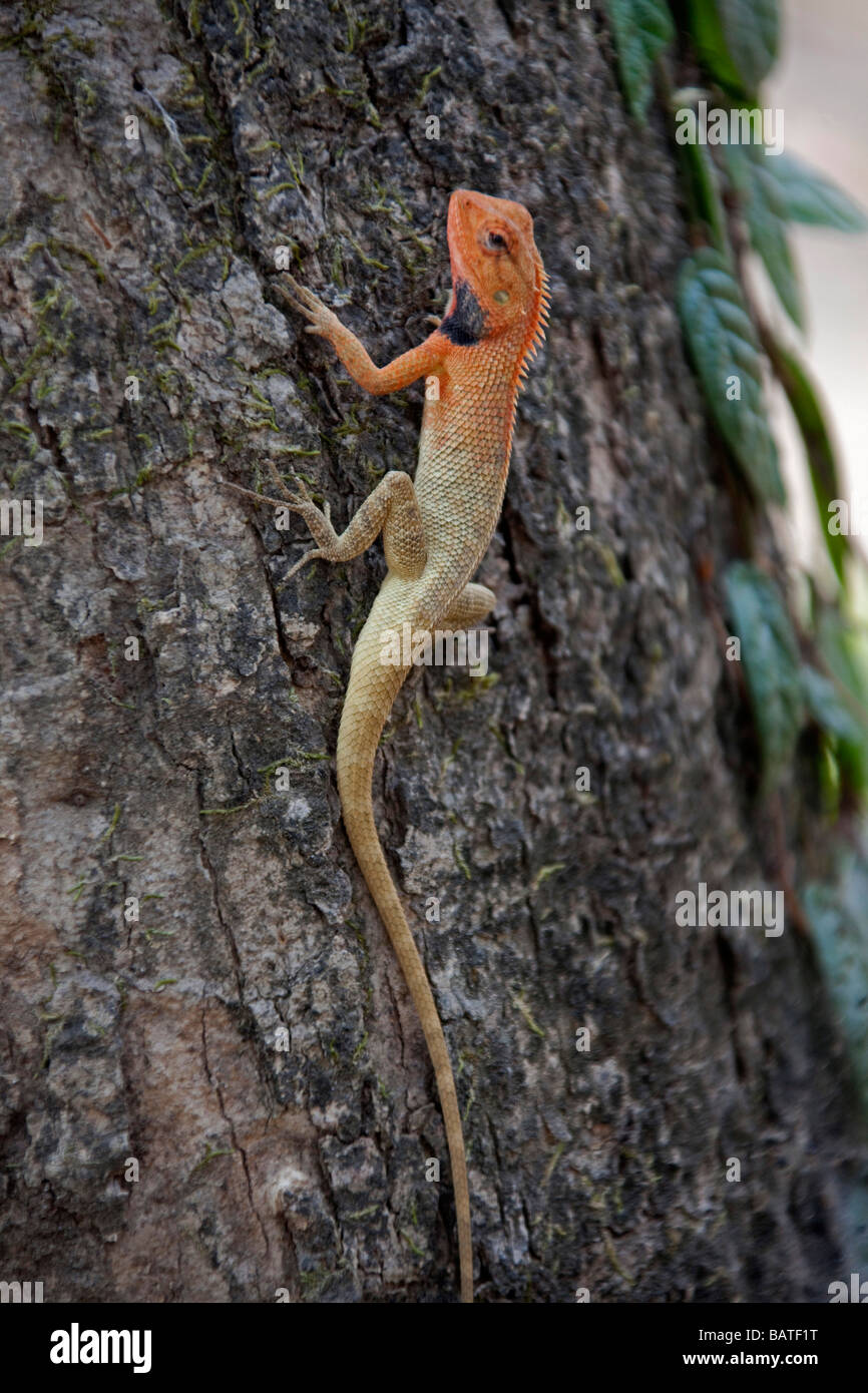 Orange lizard Lava Lizard Microlophus albemarlensis on tree trunk ...
