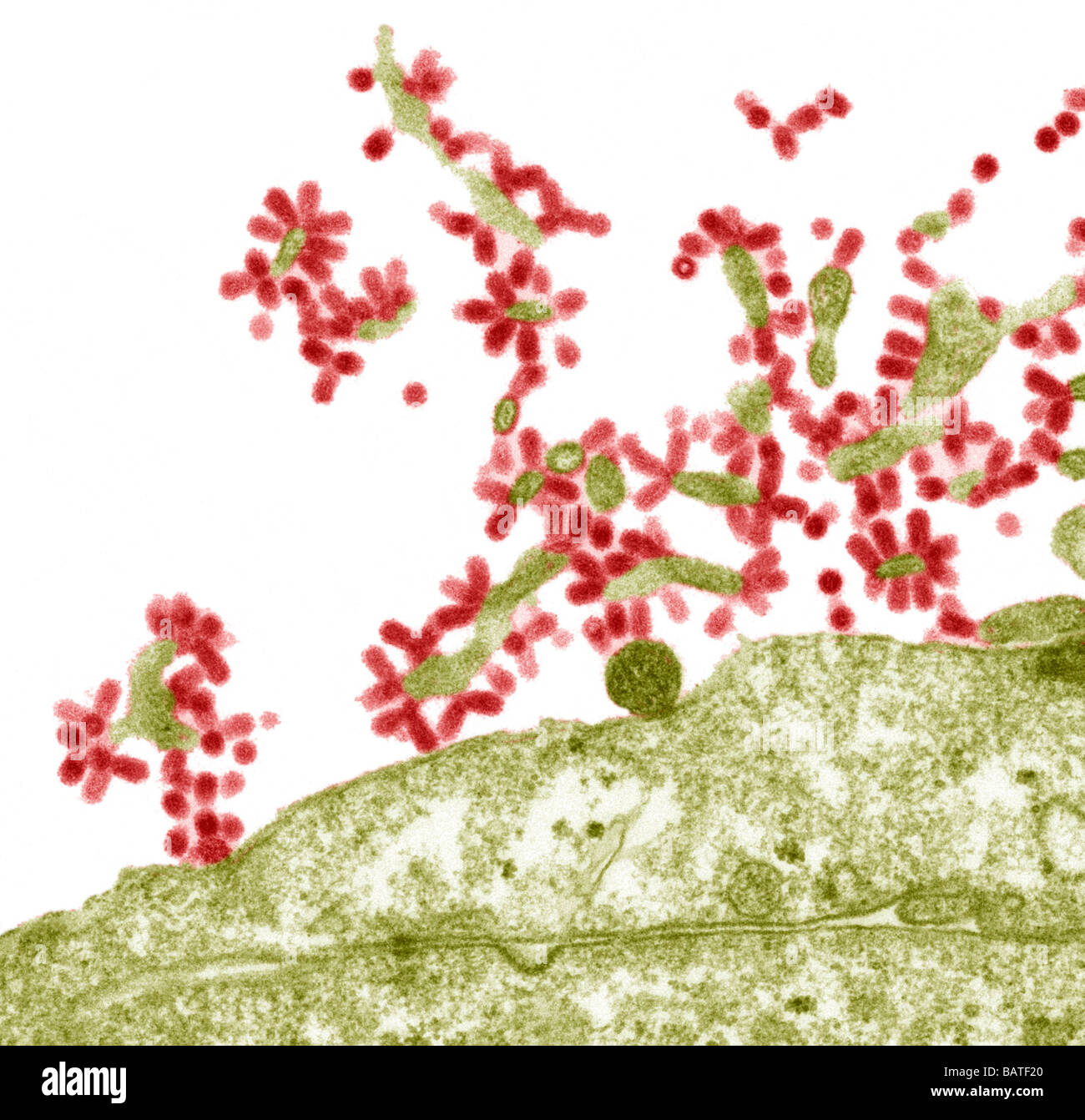 Transmission electron microscope color enhanced hi-res stock ...