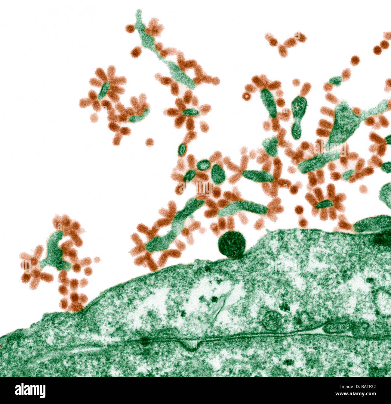 Transmission electron microscope color enhanced hi-res stock ...