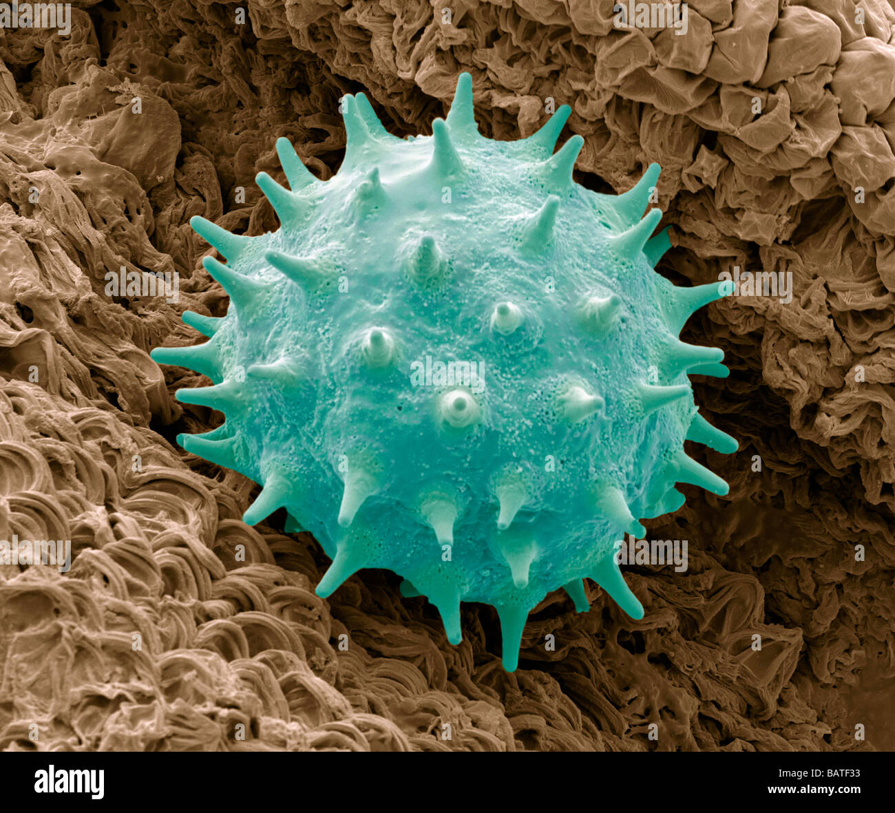 Chinese hibiscus pollen. Coloured scanning electron micrograph (SEM) of ...