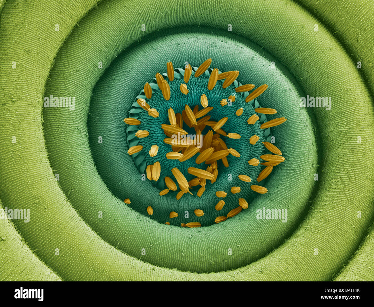 Moth proboscis. Coloured scanning electron micrograph (SEM) of the ...
