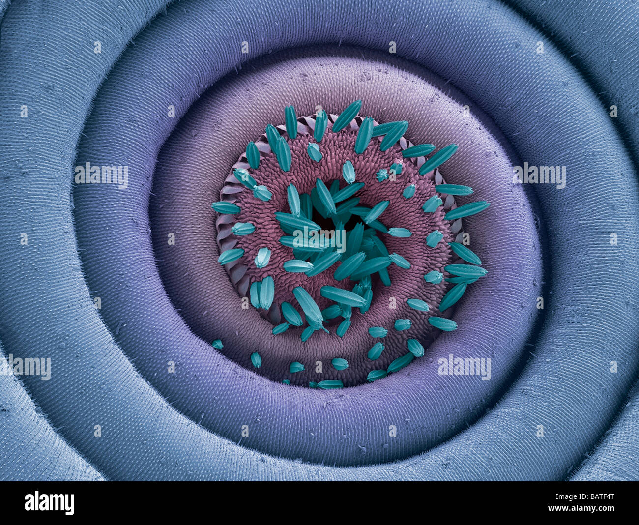 Moth proboscis. Coloured scanning electron micrograph (SEM) of the ...