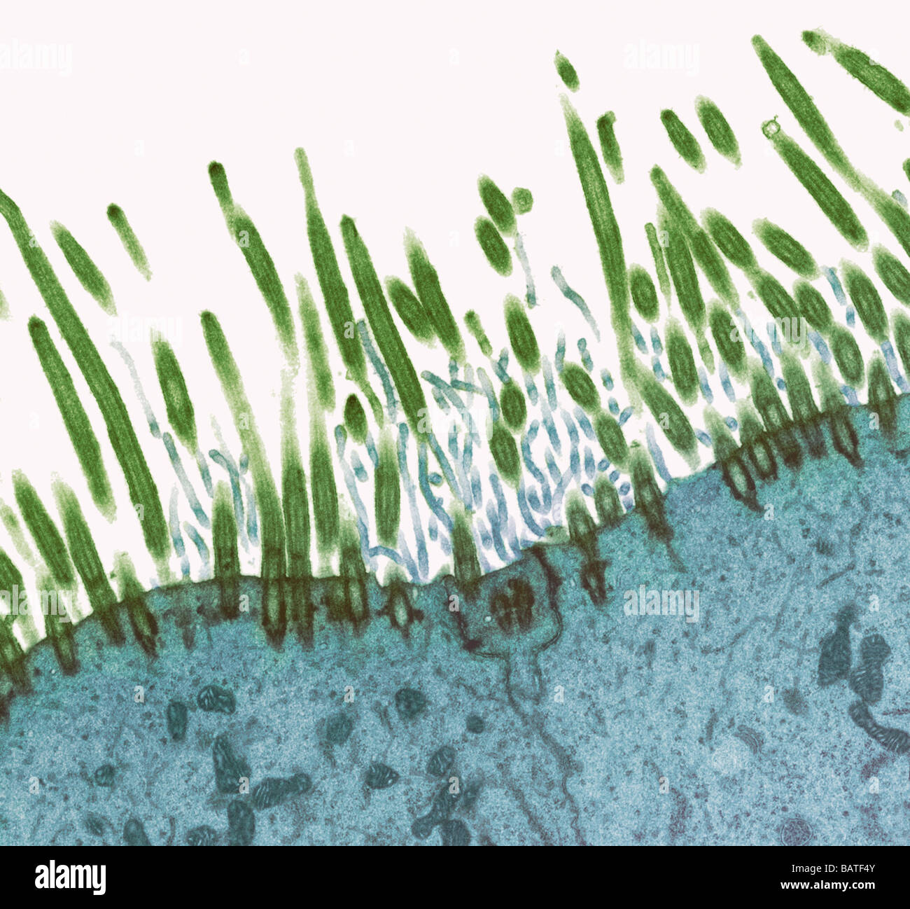 Transmission electron microscope color enhanced hi-res stock ...