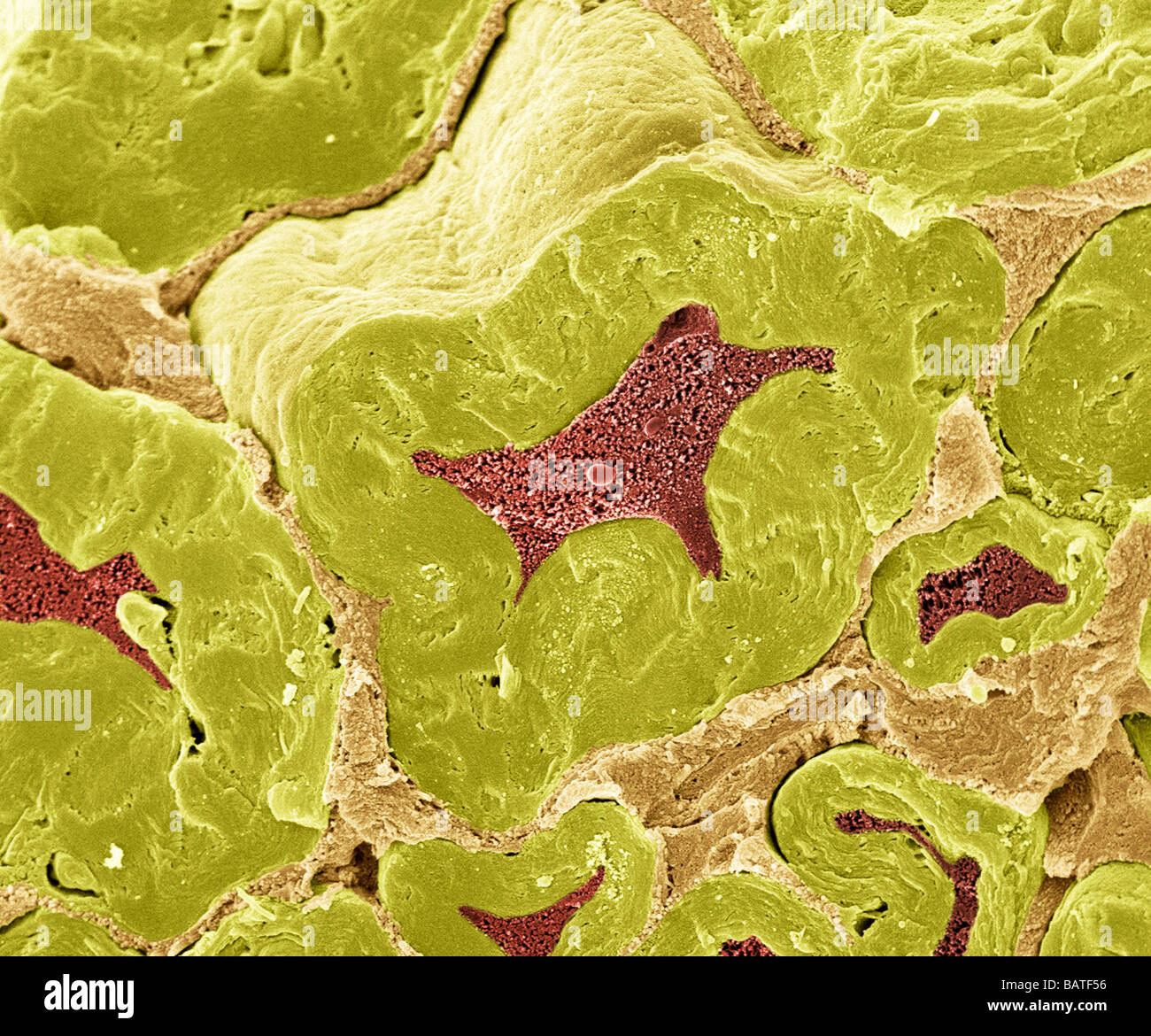 Microscope connective tissue nerve hi-res stock photography and images ...