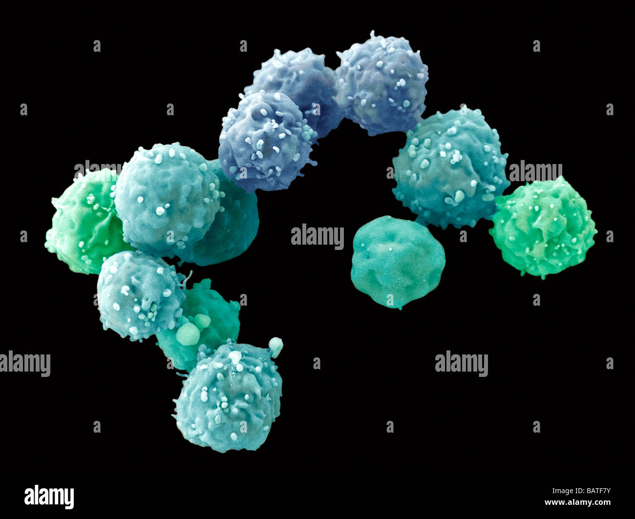 Embryonic stem cells (ESCs), coloured scanningelectron micrograph (SEM ...