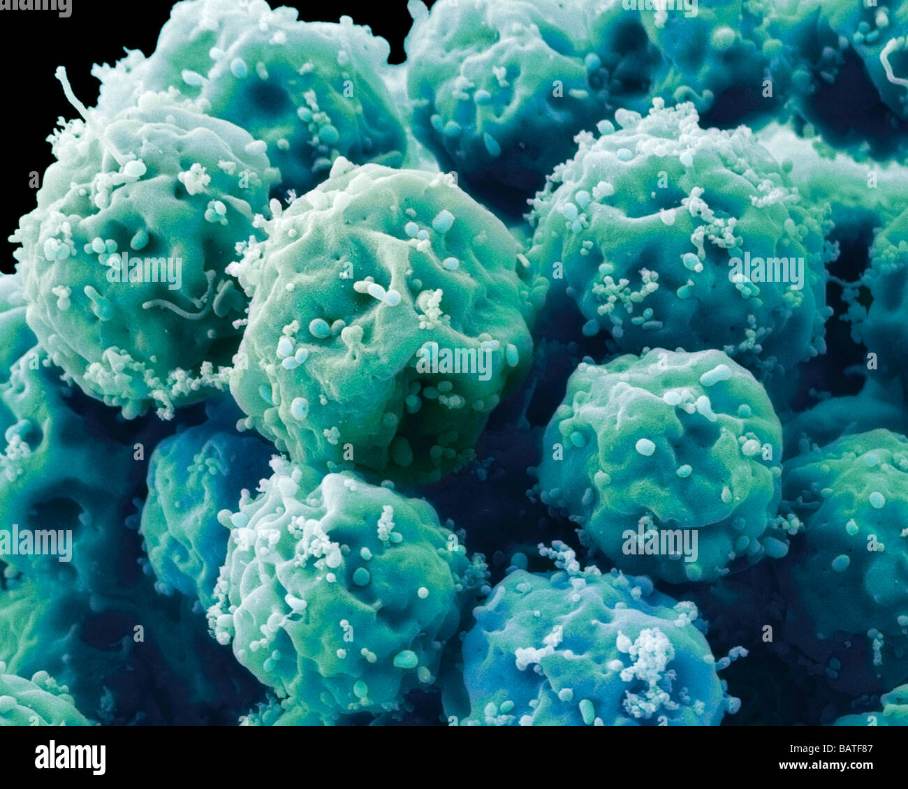 Embryonic stem cells (ESCs), coloured scanningelectron micrograph (SEM ...
