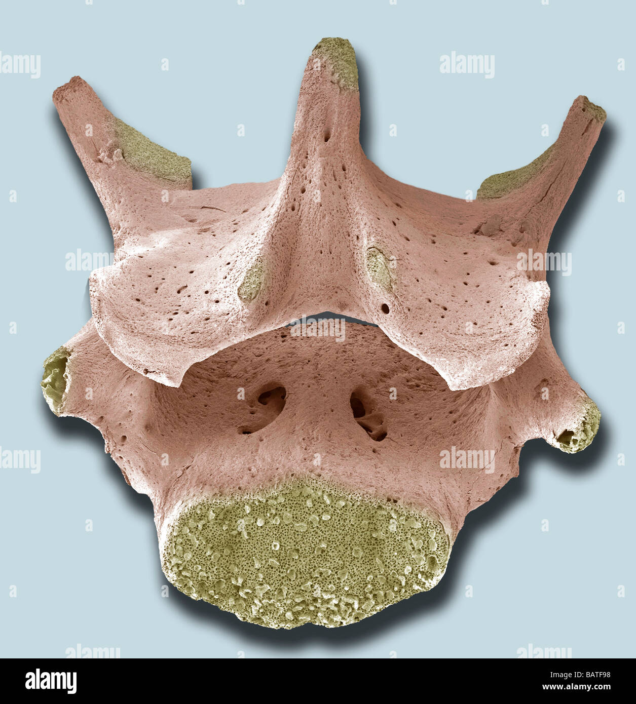 Vertebral processes hi-res stock photography and images - Alamy
