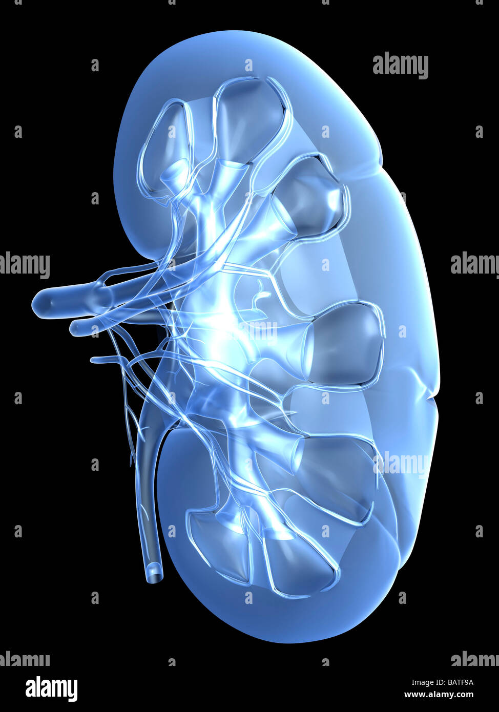 Renal pyramid hi-res stock photography and images - Alamy