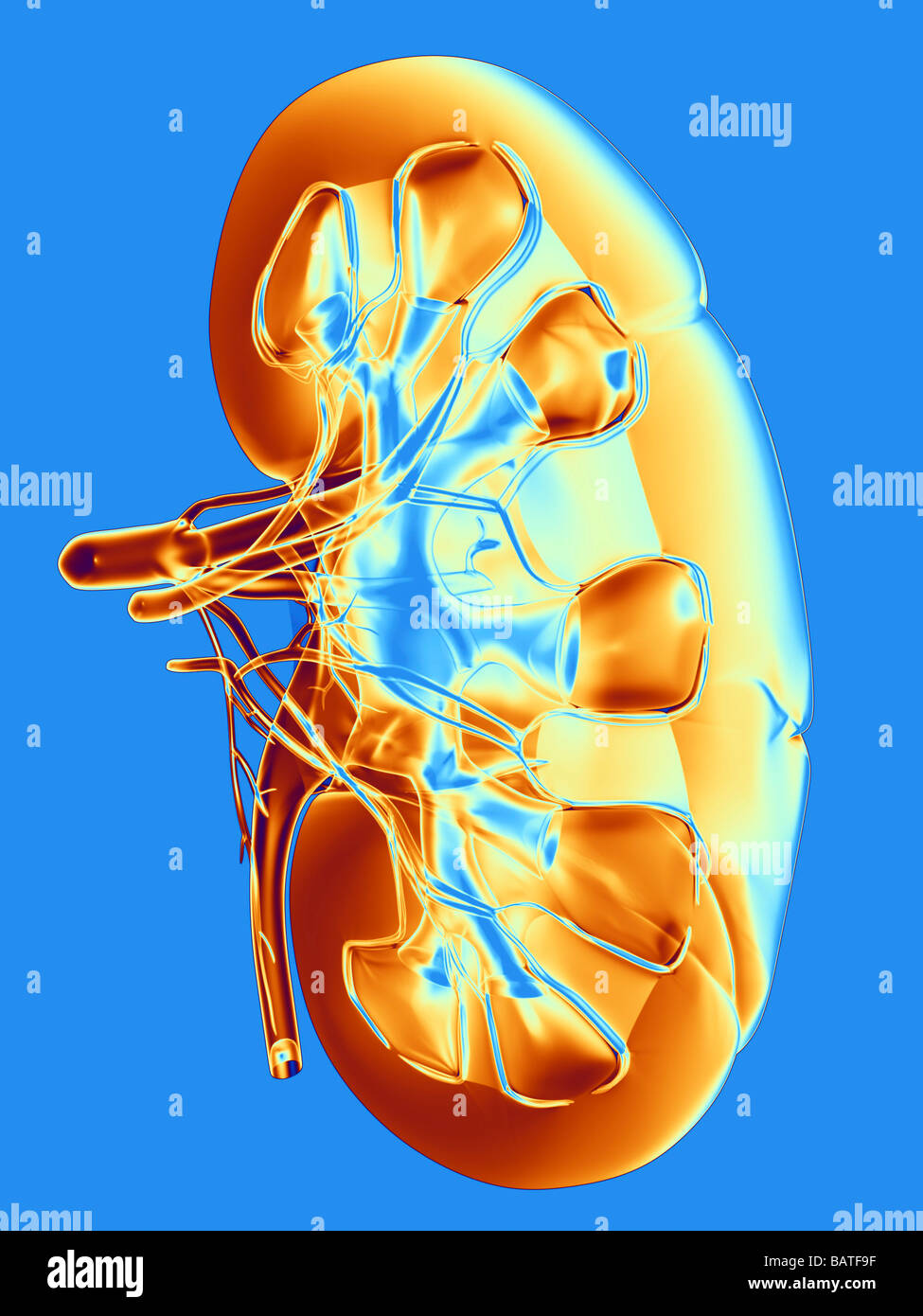 Renal pyramid hi-res stock photography and images - Alamy