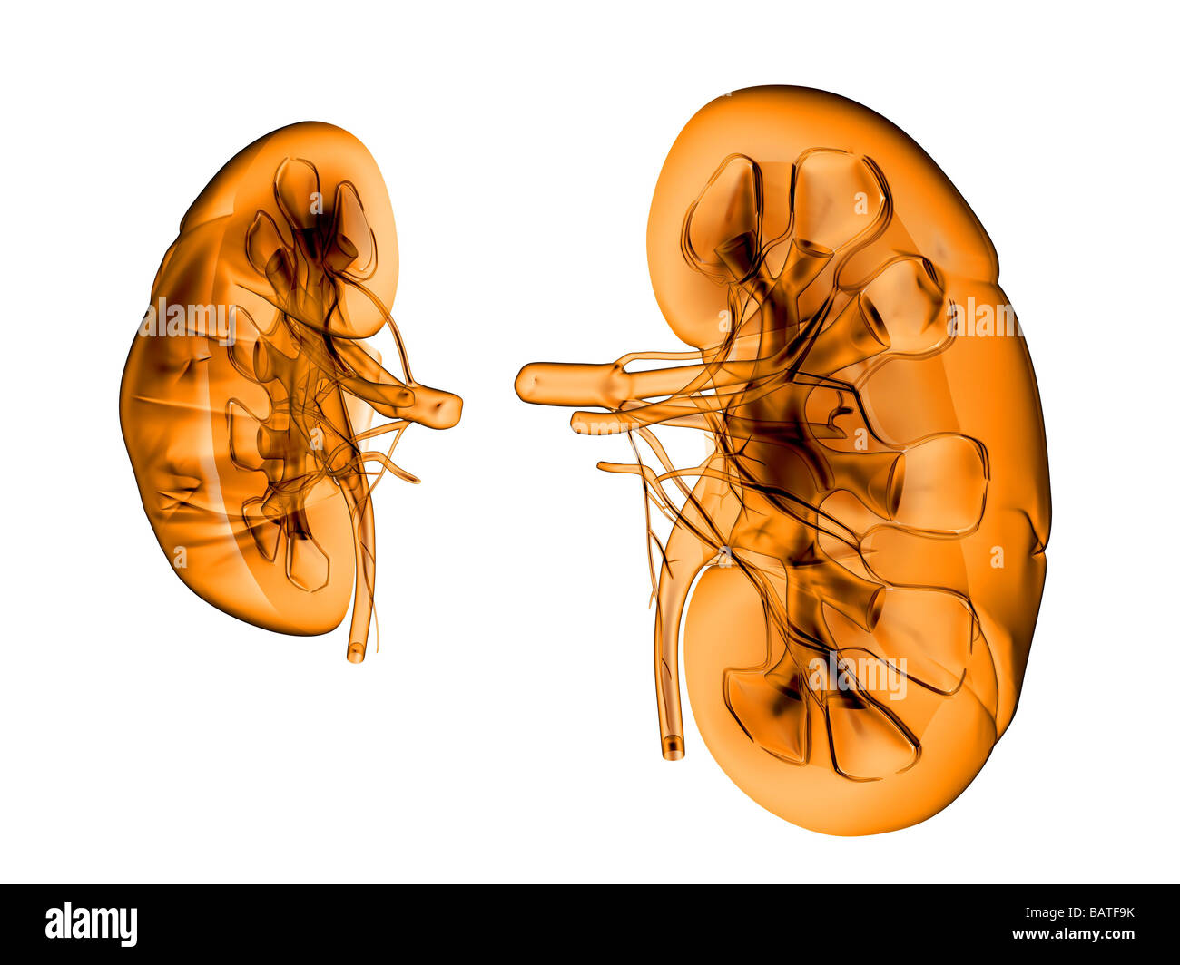 Renal pyramid hi-res stock photography and images - Alamy