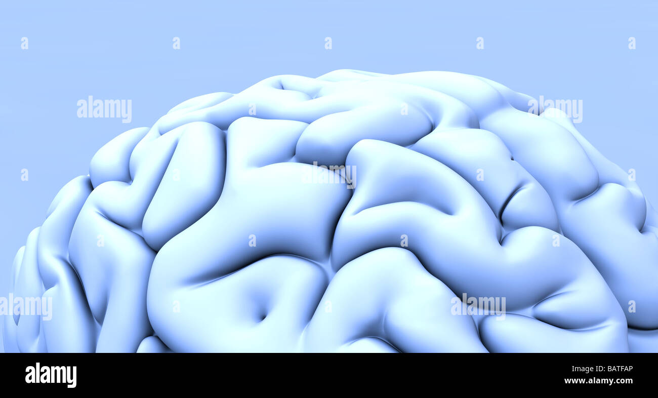Human brain, computer artwork Stock Photo - Alamy