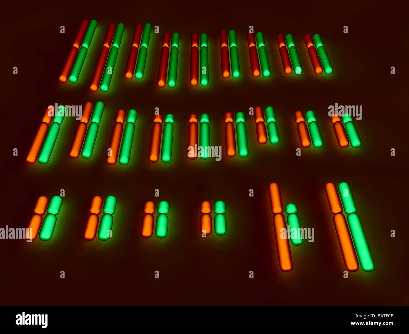 Human karyotype, computer artwork. A karyotype is the complete set of ...