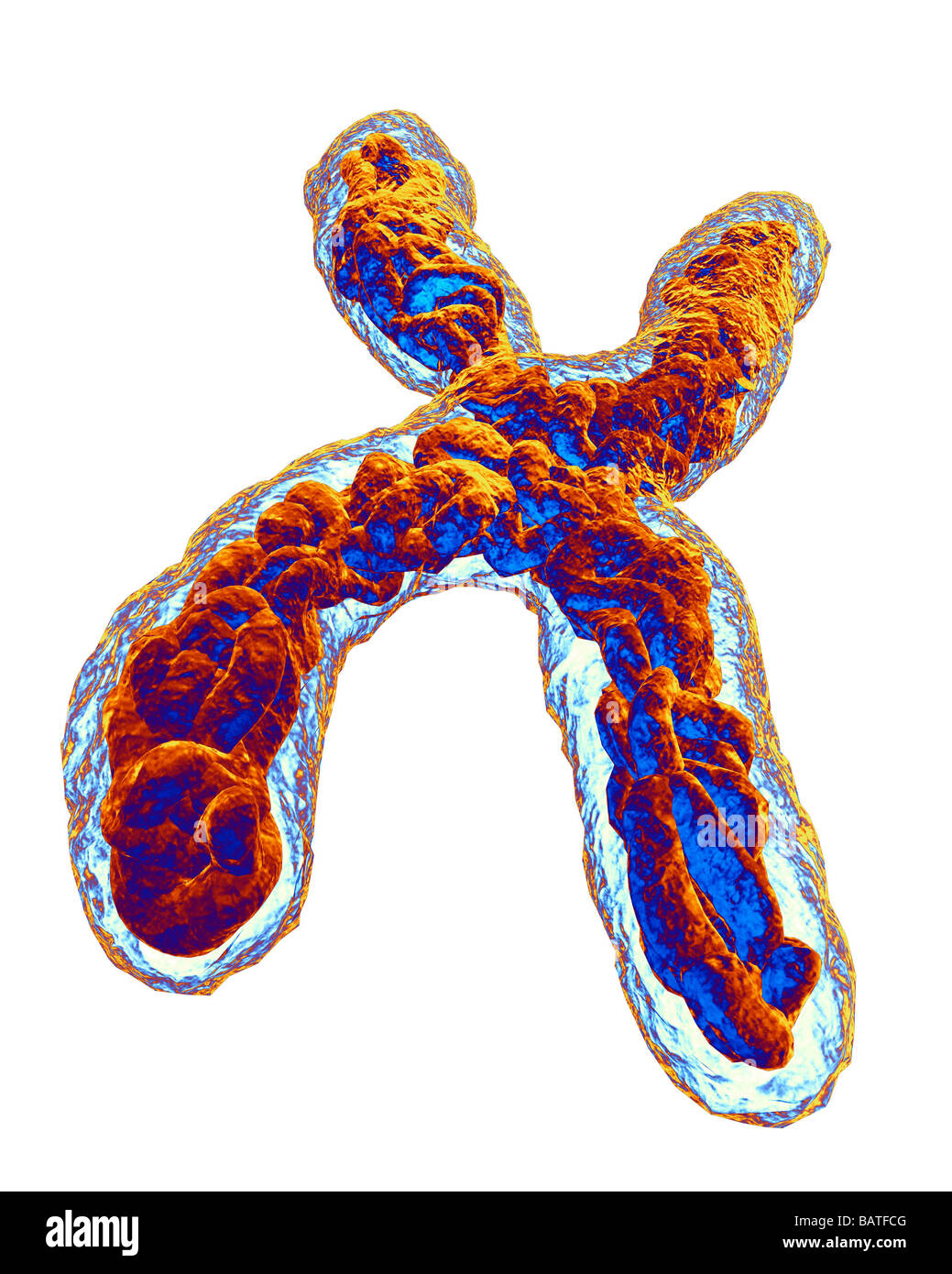 Chromosome, computer artwork. Chromosomes are composed of ...