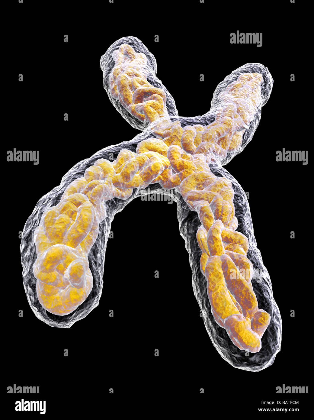 Chromosome, computer artwork. Chromosomes are composed of ...