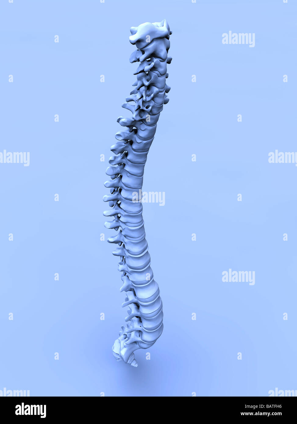 Spinal column anatomical cut out hi-res stock photography and images ...