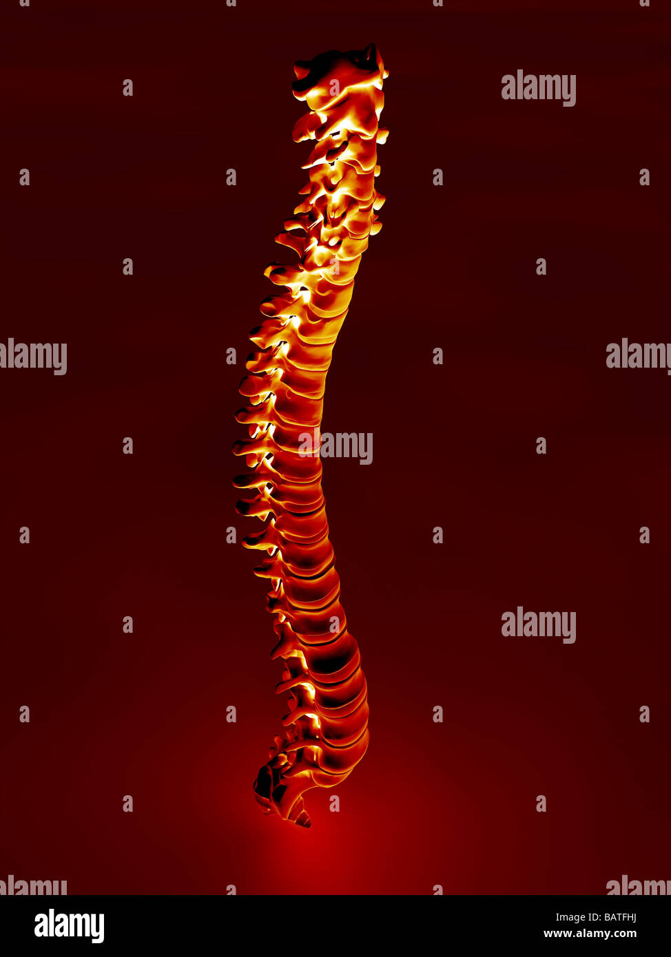 Spinal column anatomical cut out hi-res stock photography and images ...