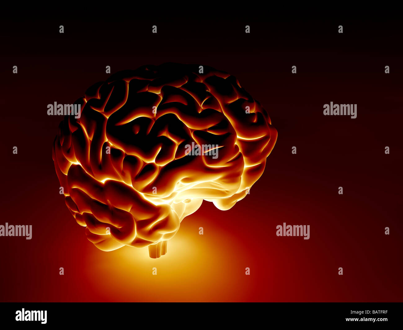 Human brain, computer artwork Stock Photo - Alamy