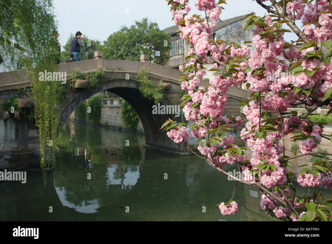 Spring Blossom On Tree Along Canal, Suzhou, China Stock Photo - Alamy