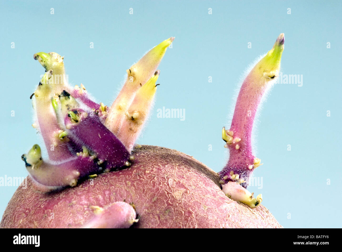 Asexual reproduction plants hi-res stock photography and images - Alamy