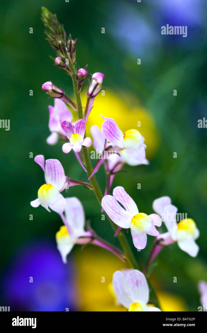 Moroccan toadflax (Linaria maroccana) flowers.Photographed in June ...