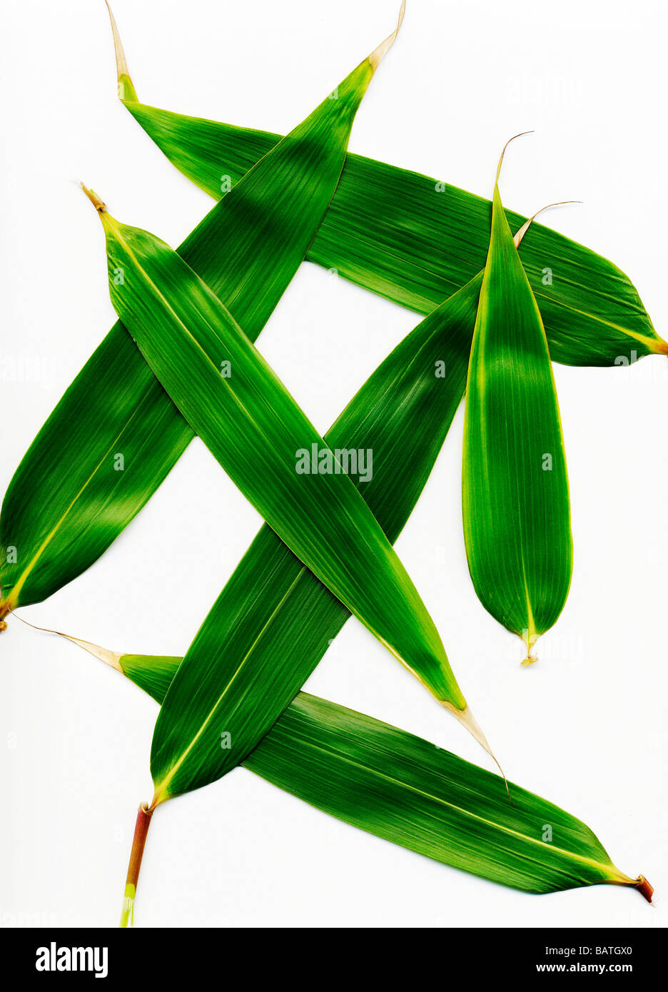 Monocot Leaf High Resolution Stock Photography and Images - Alamy