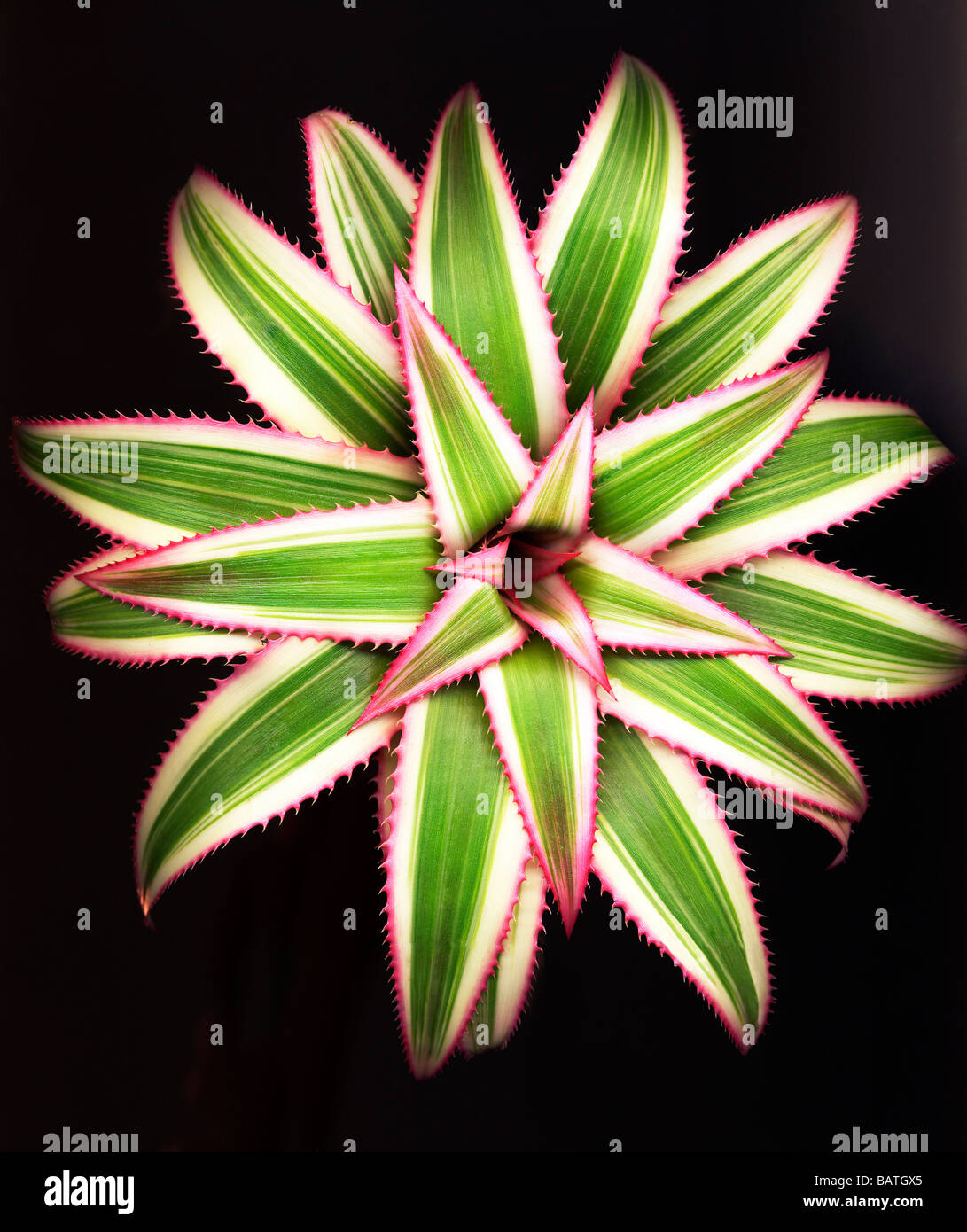 Agave sp hi-res stock photography and images - Alamy