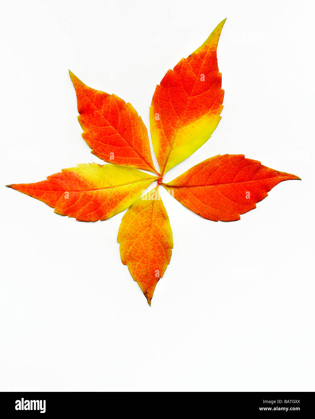 Vertical shot red autumn Cut Out Stock Images & Pictures - Alamy