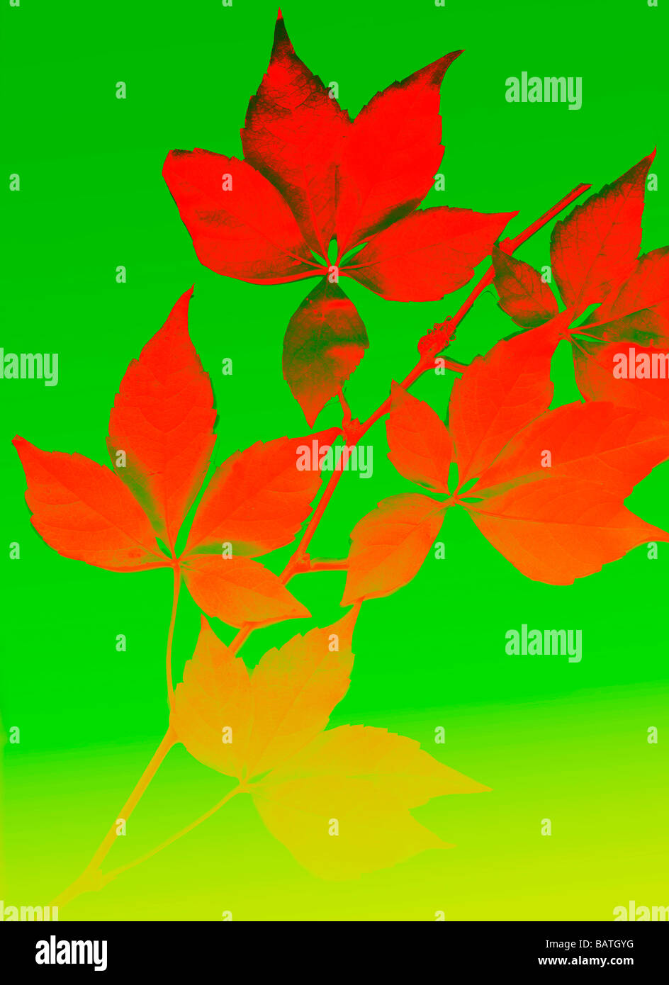 Abstract red leaves hi-res stock photography and images - Alamy