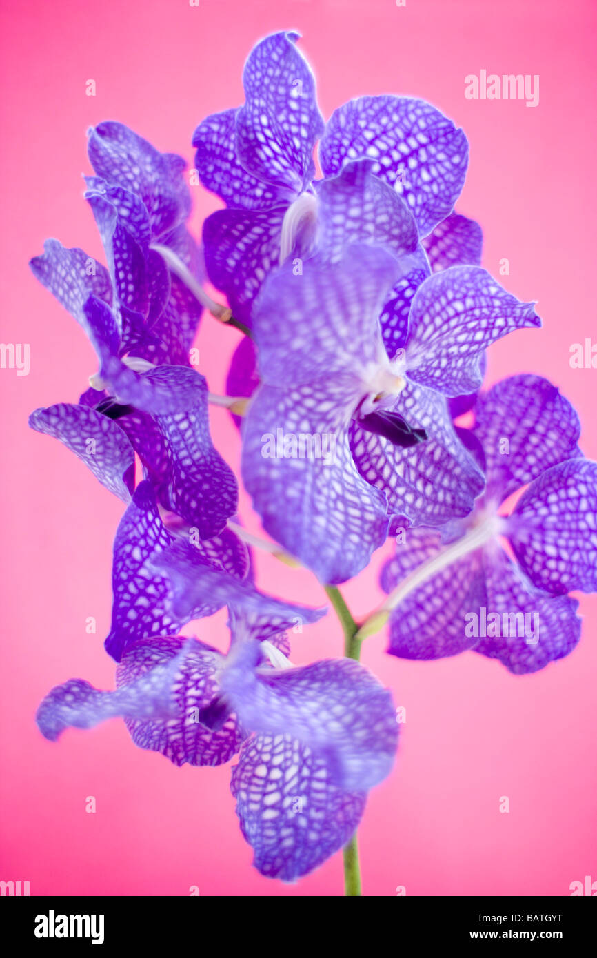 Orchid petal Cut Out Stock Images & Pictures - Alamy
