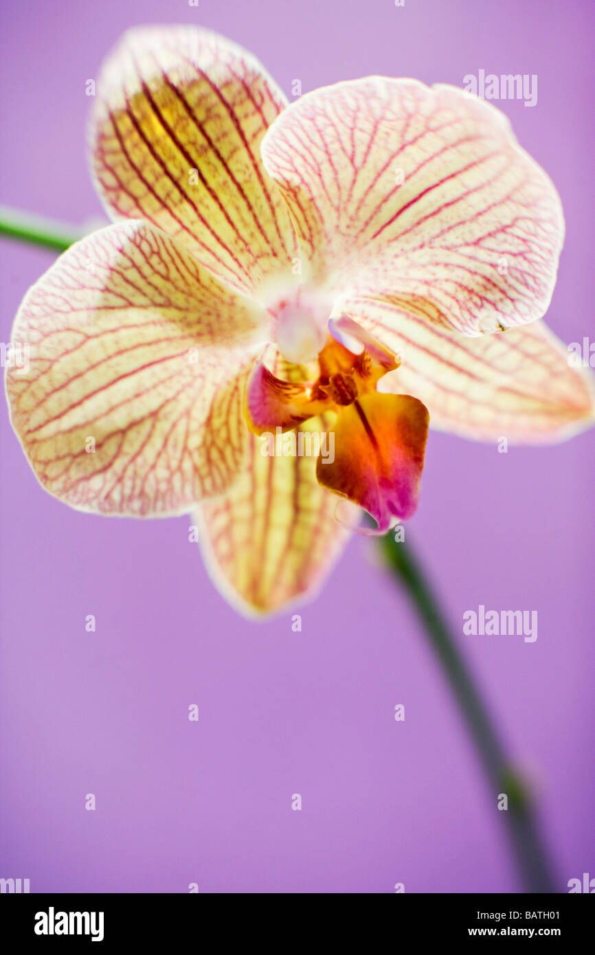 Angiosperm angiosperms biological biology botanical botany color hi-res ...