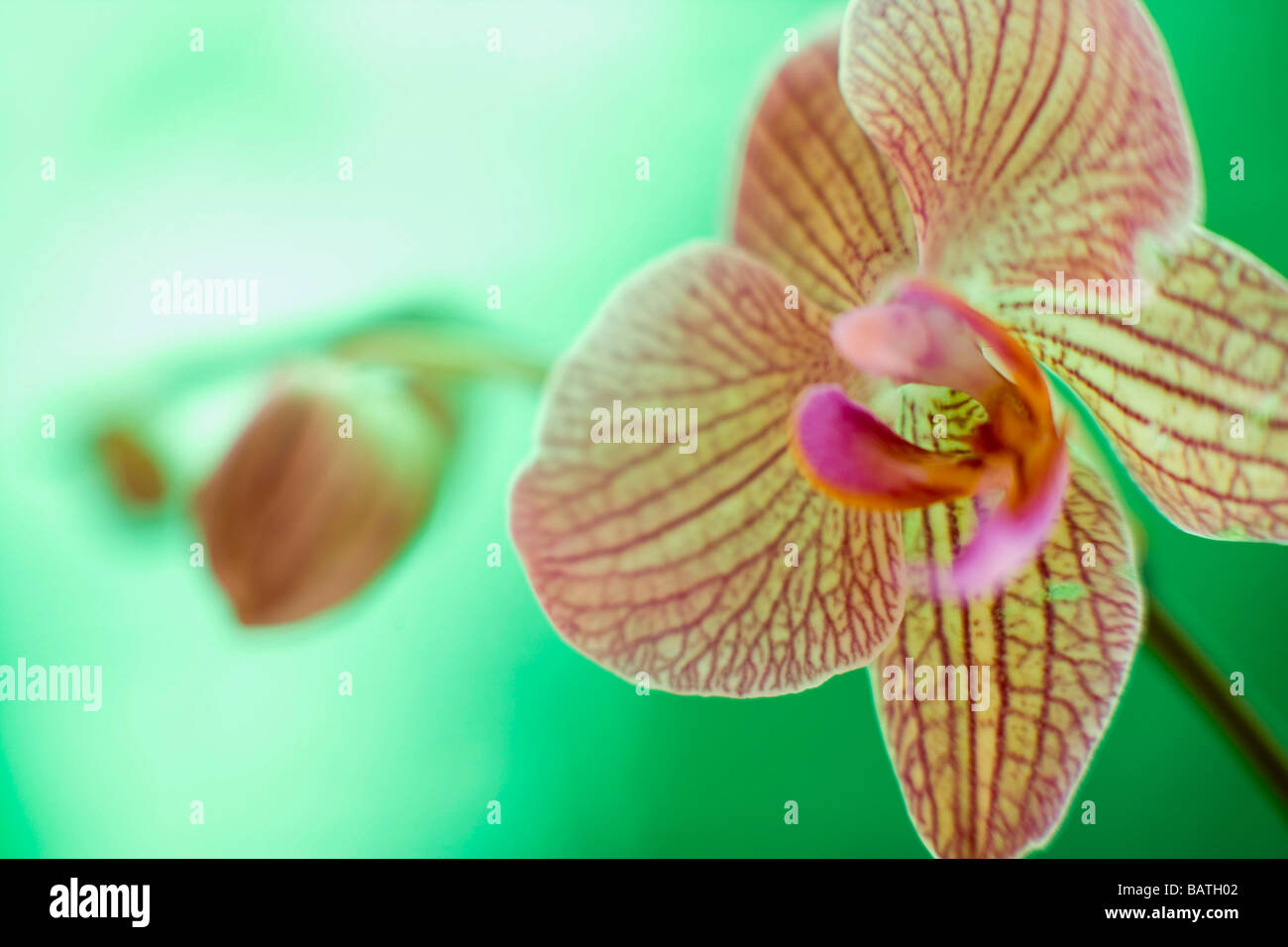 Angiosperm angiosperms biological biology botanical botany color hi-res ...