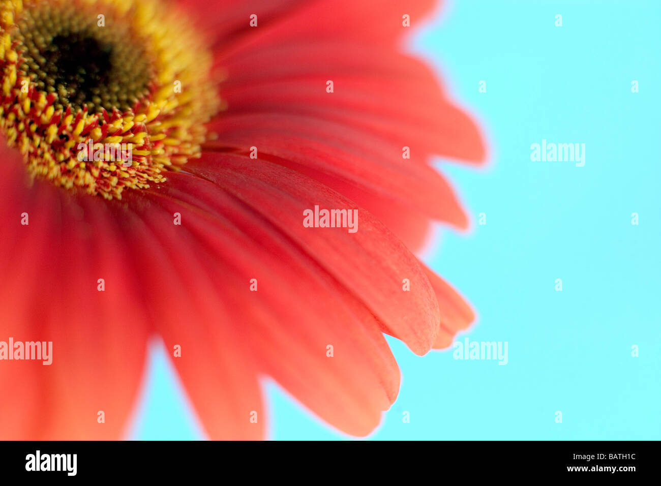 Gerbera sp hi-res stock photography and images - Alamy