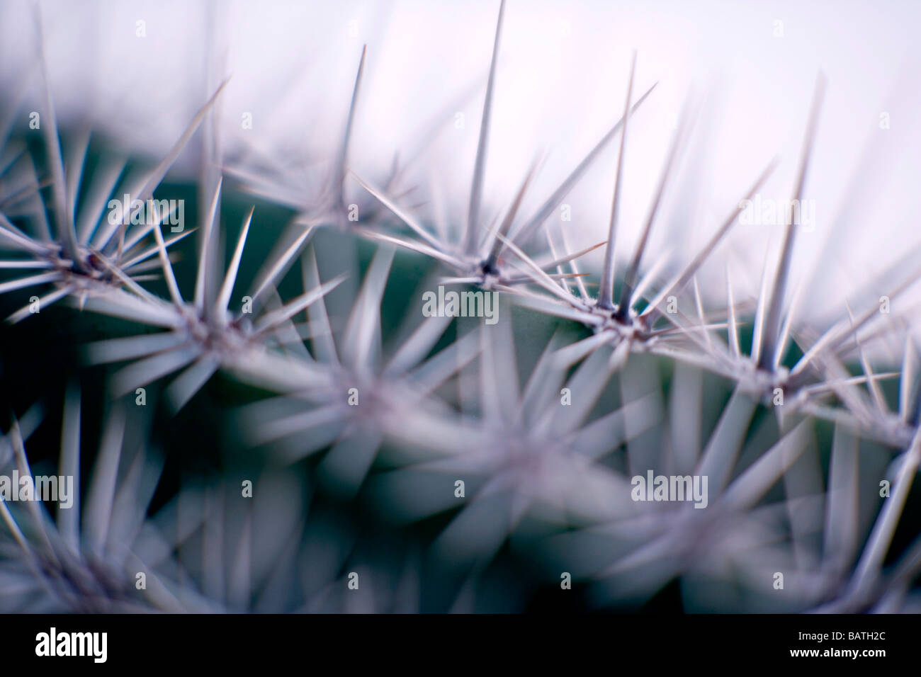 Spine spines spiky sharp spikes hi-res stock photography and images - Alamy