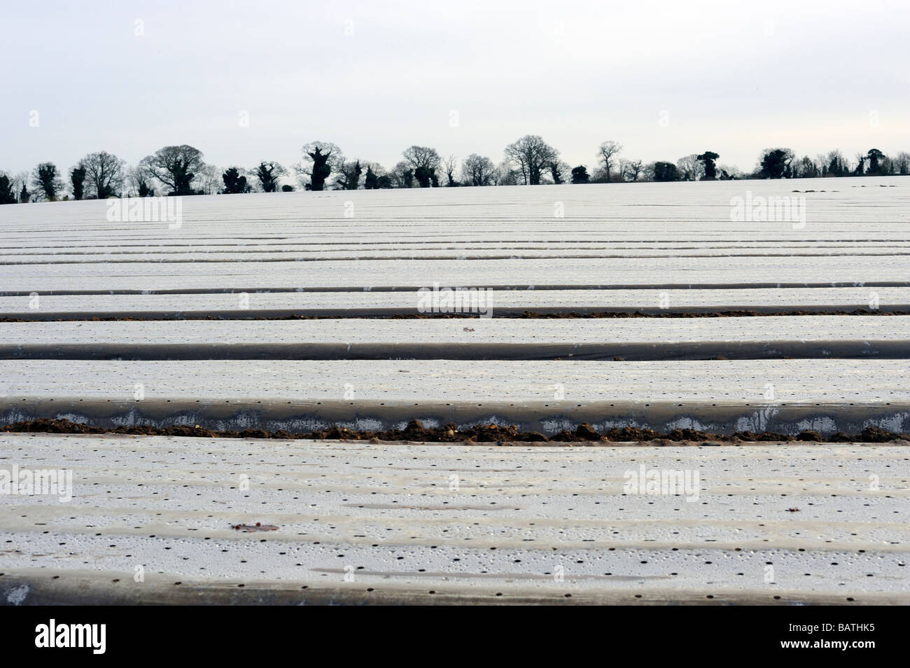 Strips field hi-res stock photography and images - Alamy