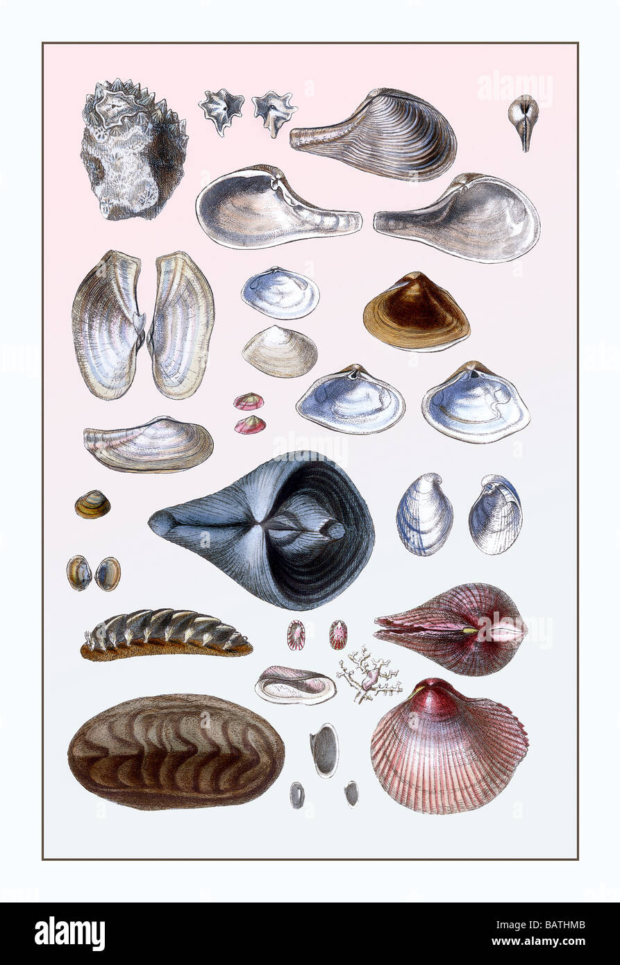 Cirripedes hi-res stock photography and images - Alamy