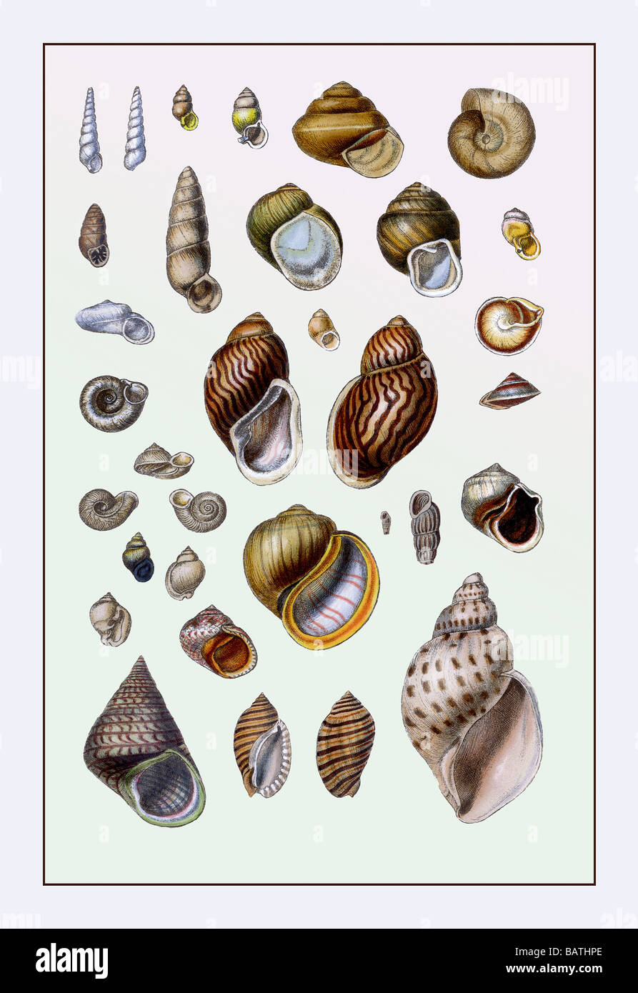 Cirripedes hi-res stock photography and images - Alamy