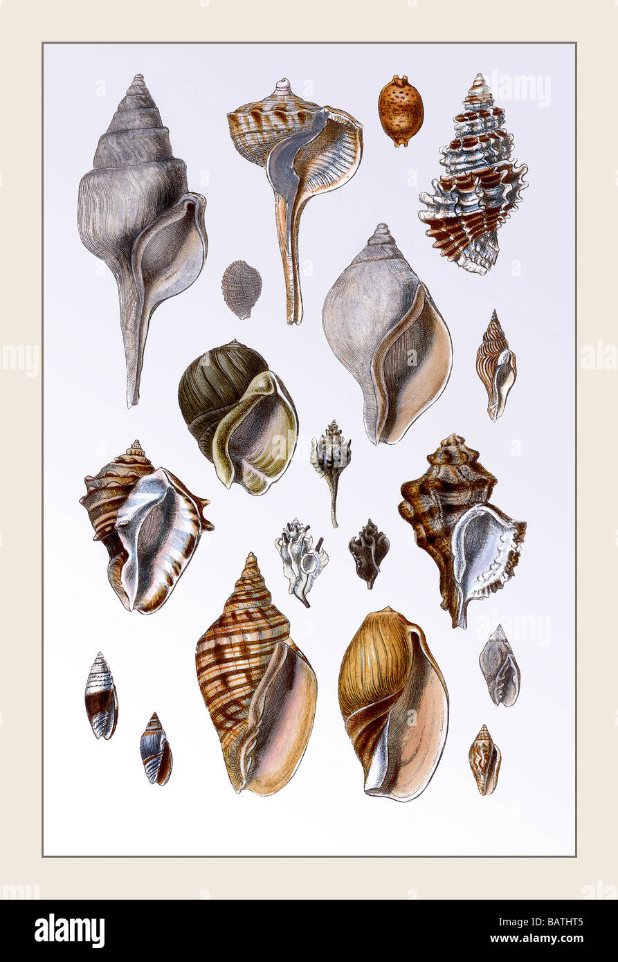 Cirripedes hi-res stock photography and images - Alamy