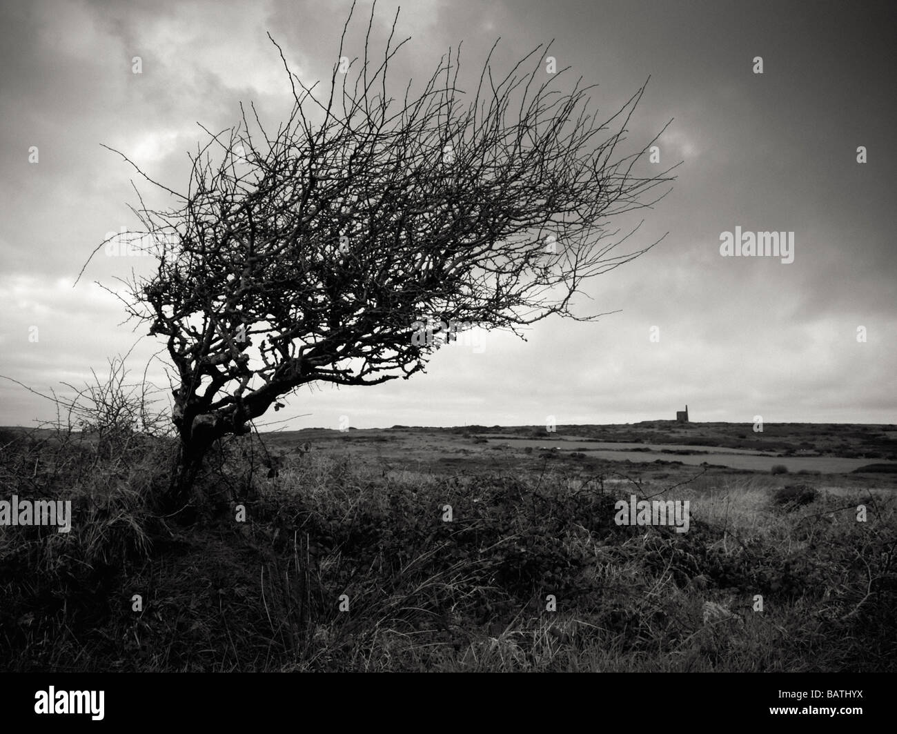 Withered tree near Ding Dong mine Stock Photo - Alamy