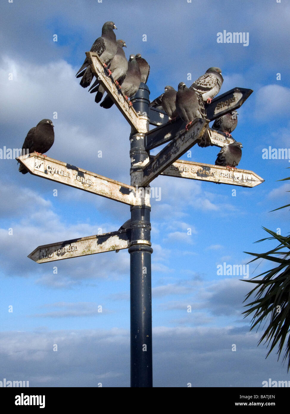 Group of urban pigeons perched on a signpost Stock Photo - Alamy