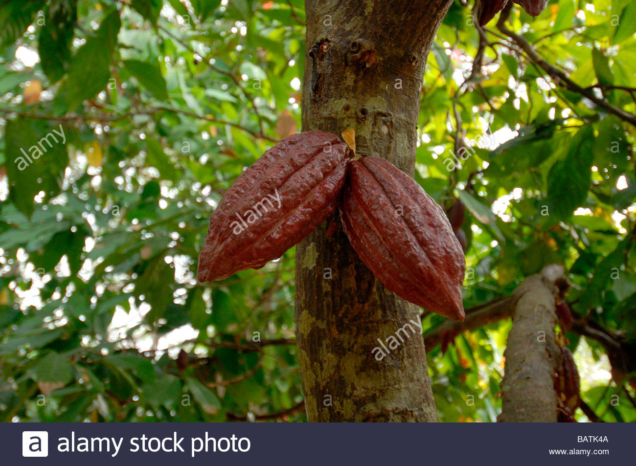 Cacao Plantation Africa Stock Photos & Cacao Plantation Africa Stock ...