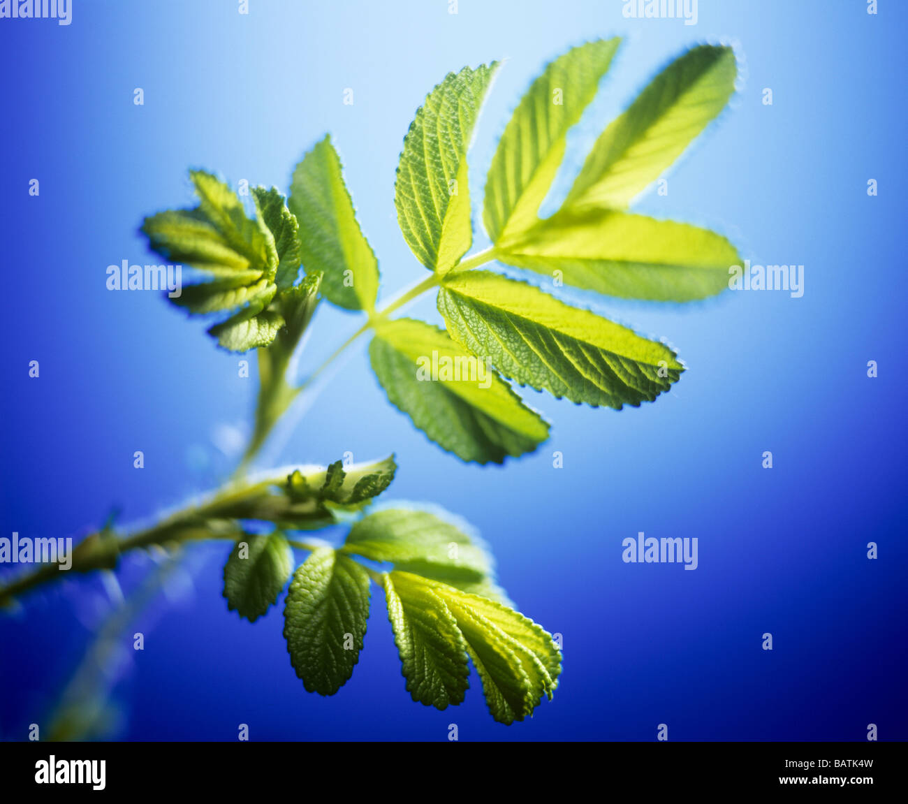 Young rose leaves (Rosa sp Stock Photo - Alamy