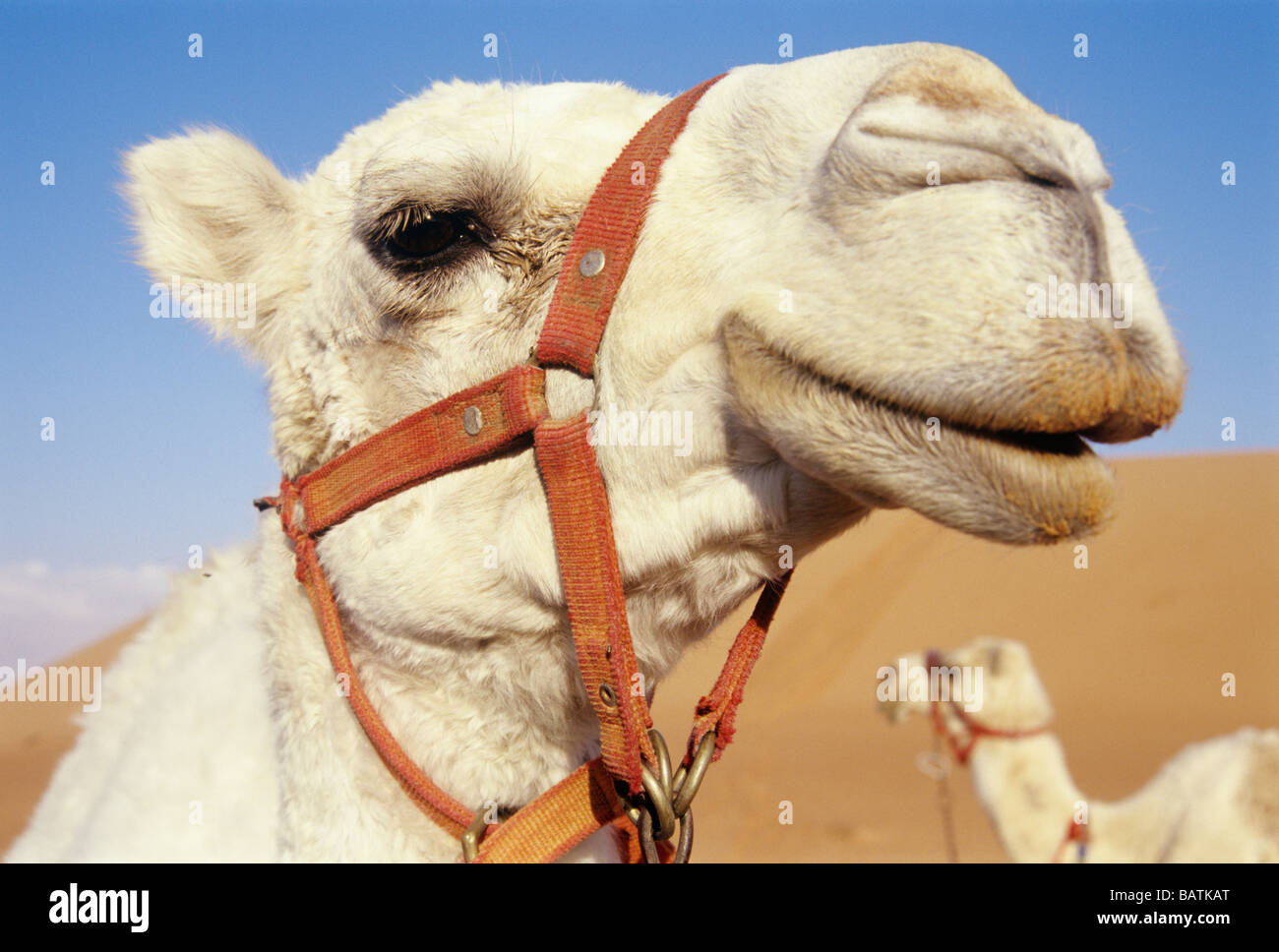 Camel (Camellus sp.). Photographed in the United Arab Emirates Stock ...