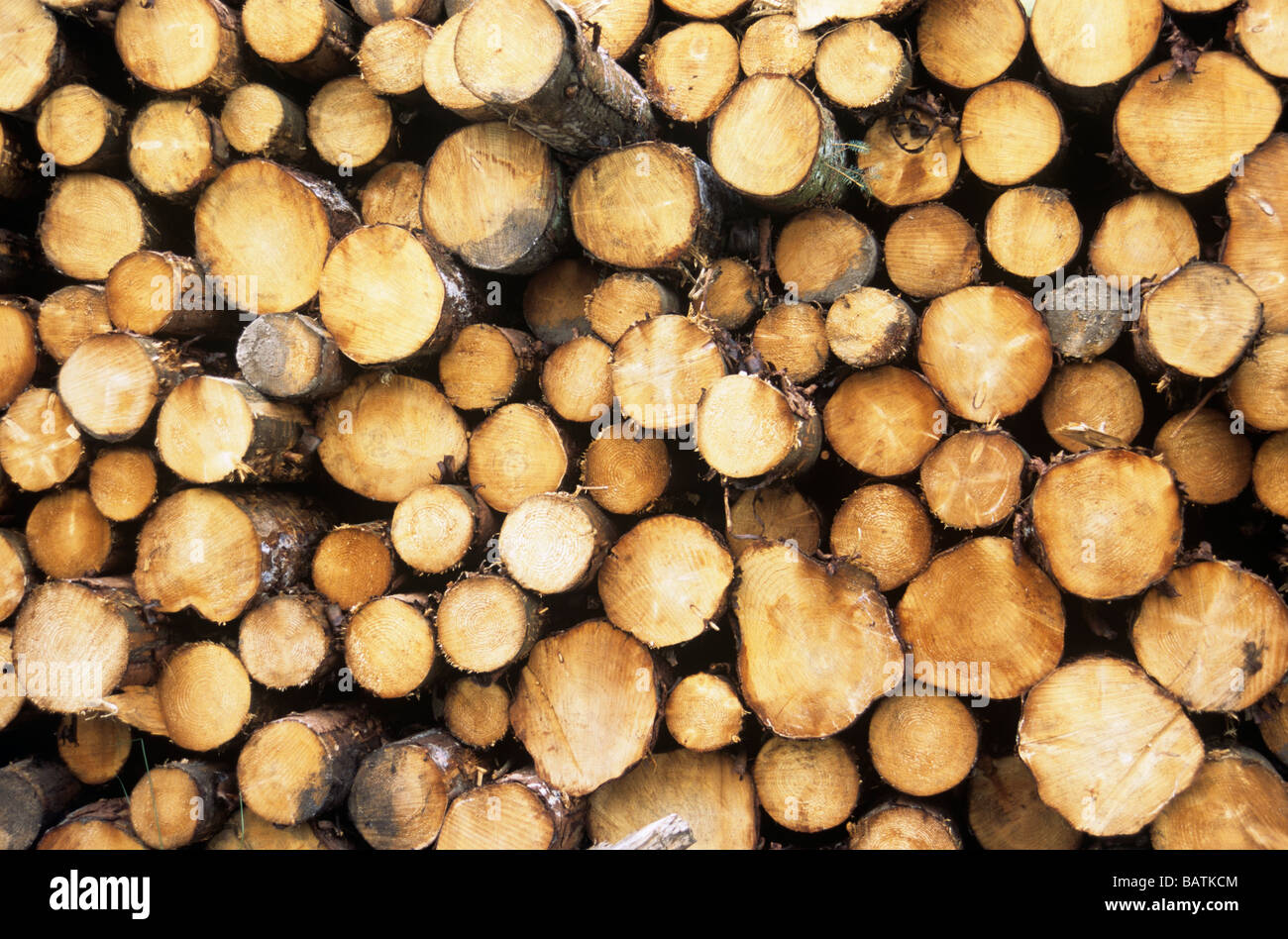Logs. Harvested wood from a coniferplantation. Photographed in ...