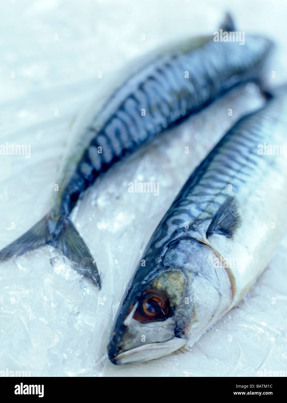 Mackerel (Scomber scombrus). Fresh fish is an excellent source of ...
