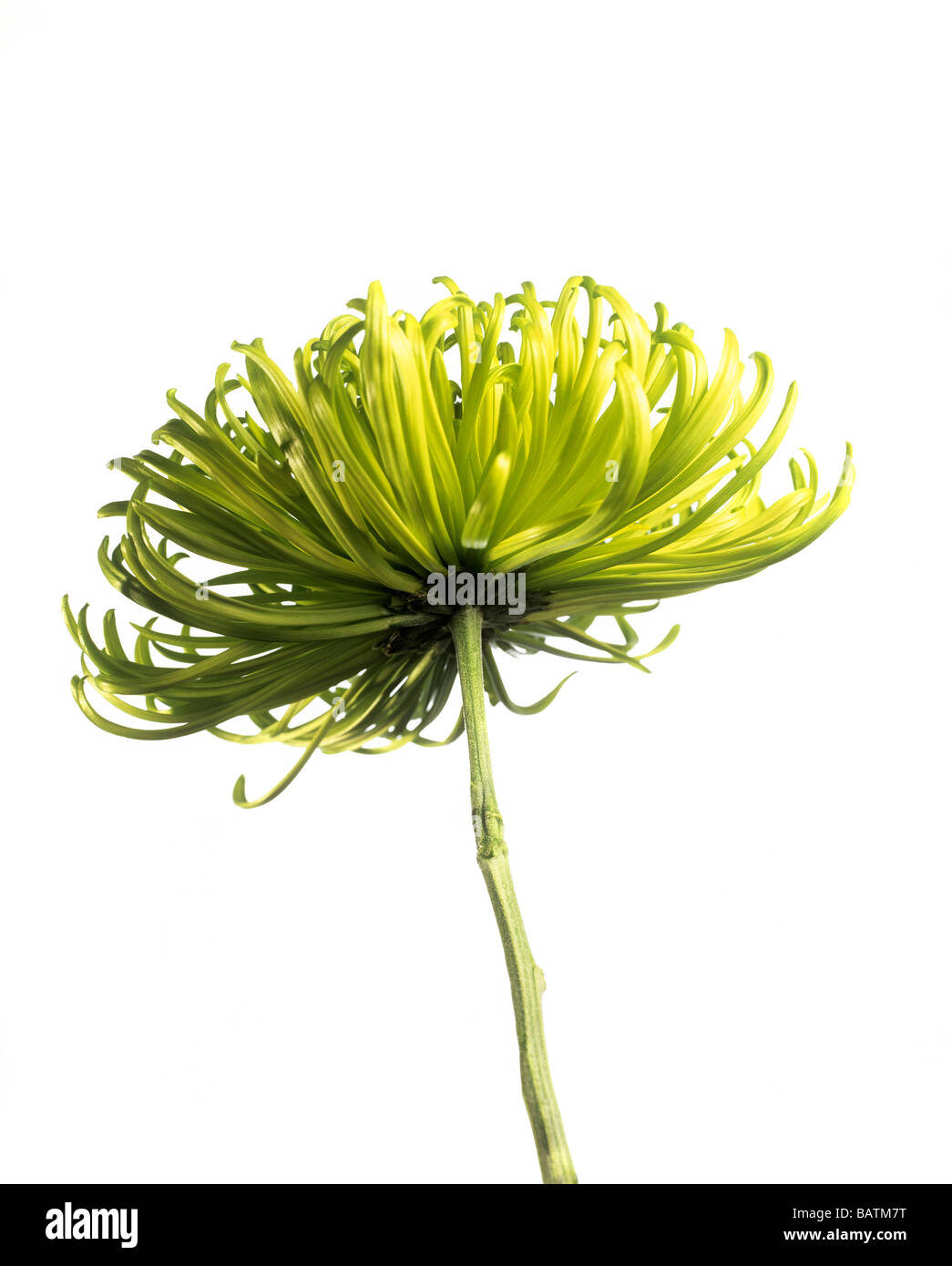 Chrysanthemum flower is made up of individual flowers called florets ...