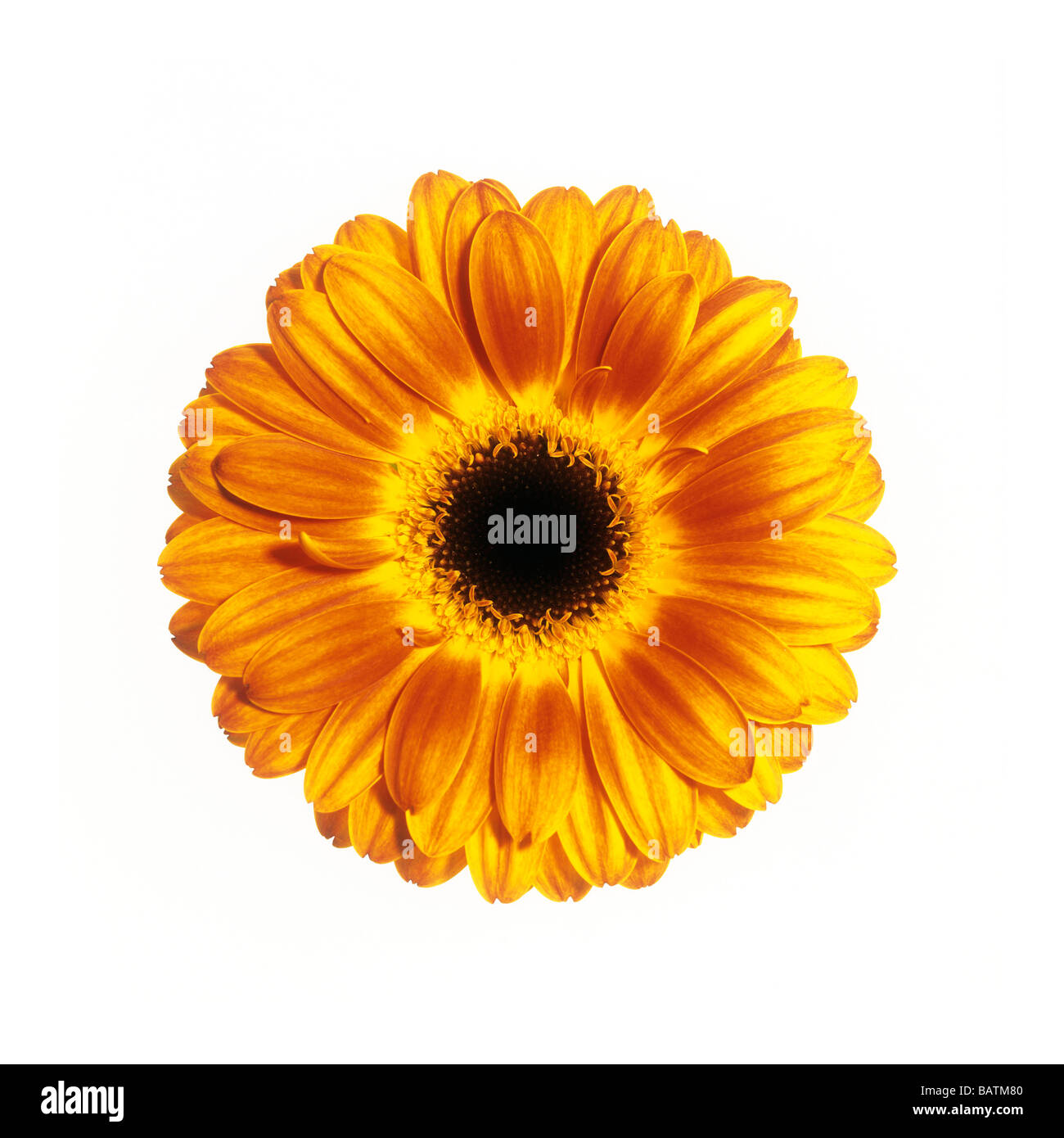 Circular pattern of vibrant flowers Cut Out Stock Images & Pictures - Alamy