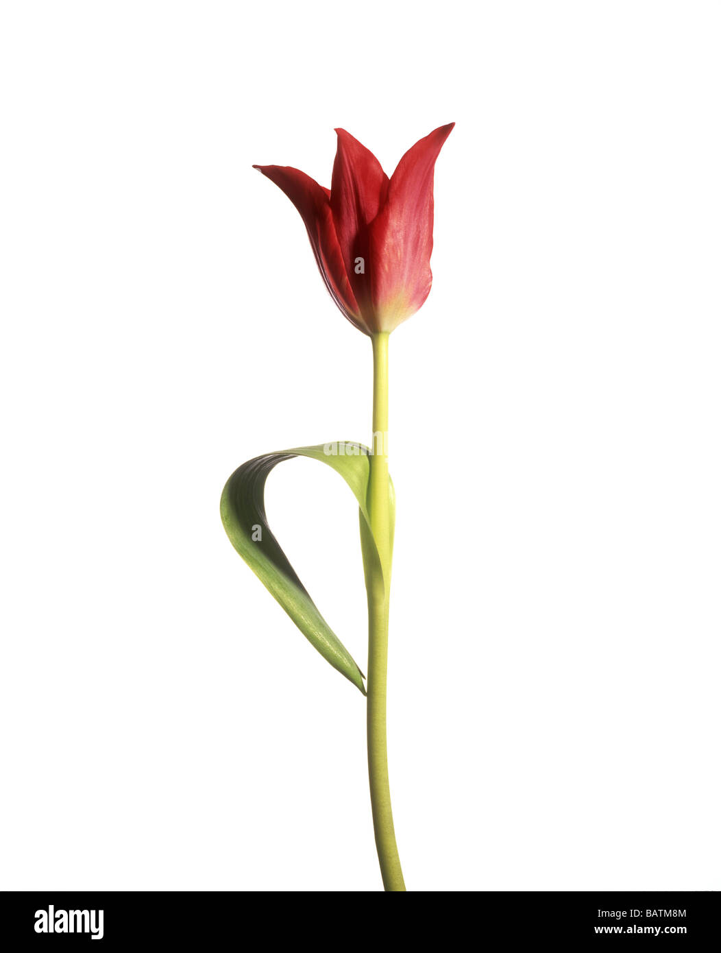 Head flower Cut Out Stock Images & Pictures - Alamy