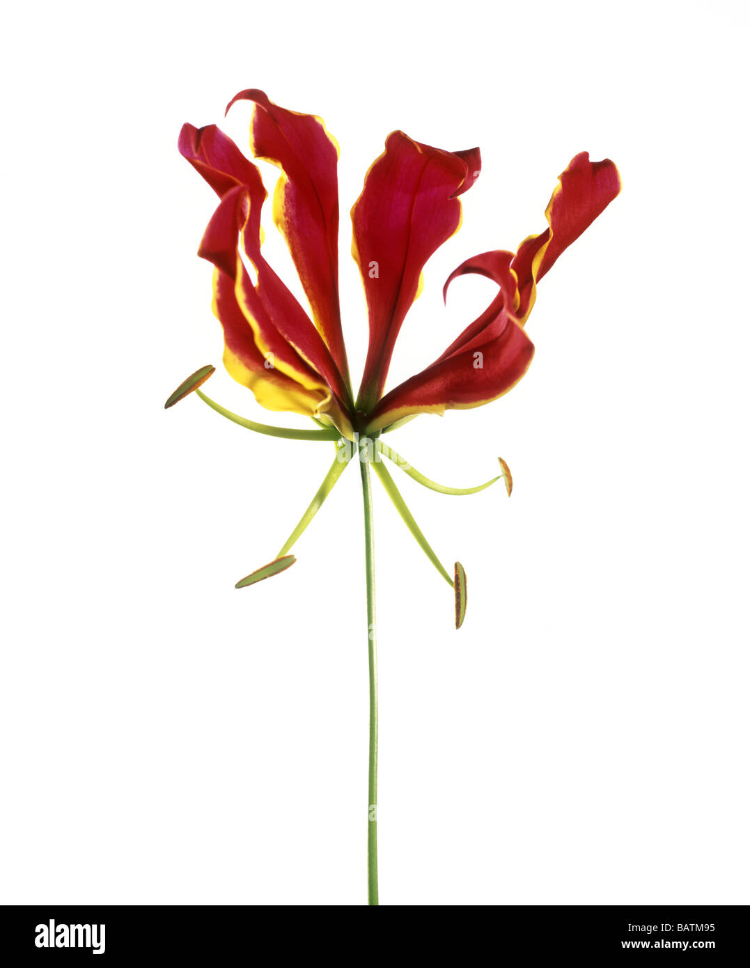 Flame lily (Gloriosa sp.) flower with open petals and collapsed stamens ...